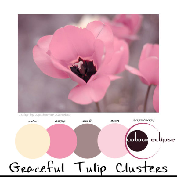Paint Palettes {Graceful Tulip Clusters} - Concepts and Colorways