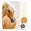 GOLDEN PALOMINO BEAUTY - Concepts and Colorways